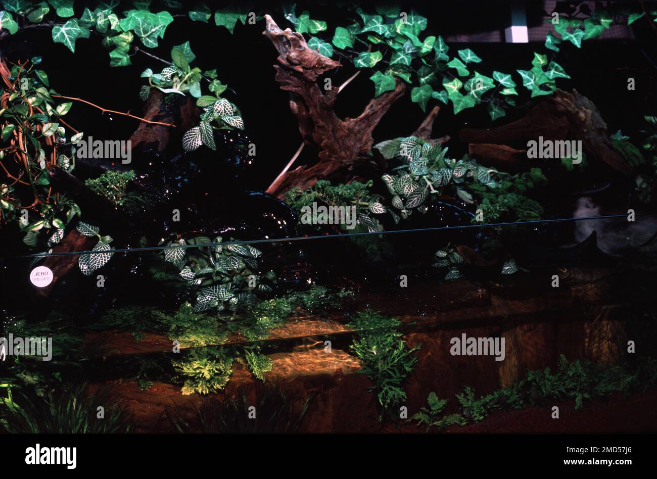 Aquaterrarium or paludarium for exotic reptiles, amphibians and ...
