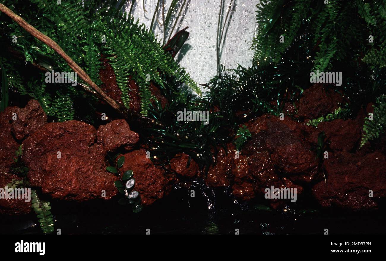 Aquaterrarium or paludarium for exotic reptiles, amphibians and ...