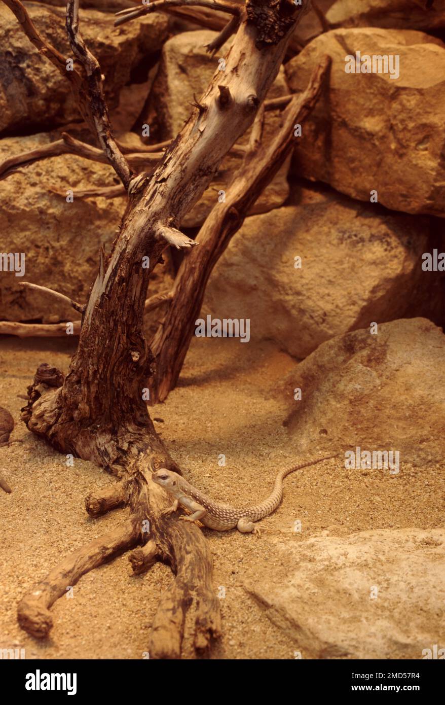 Desertic animal hi-res stock photography and images - Alamy