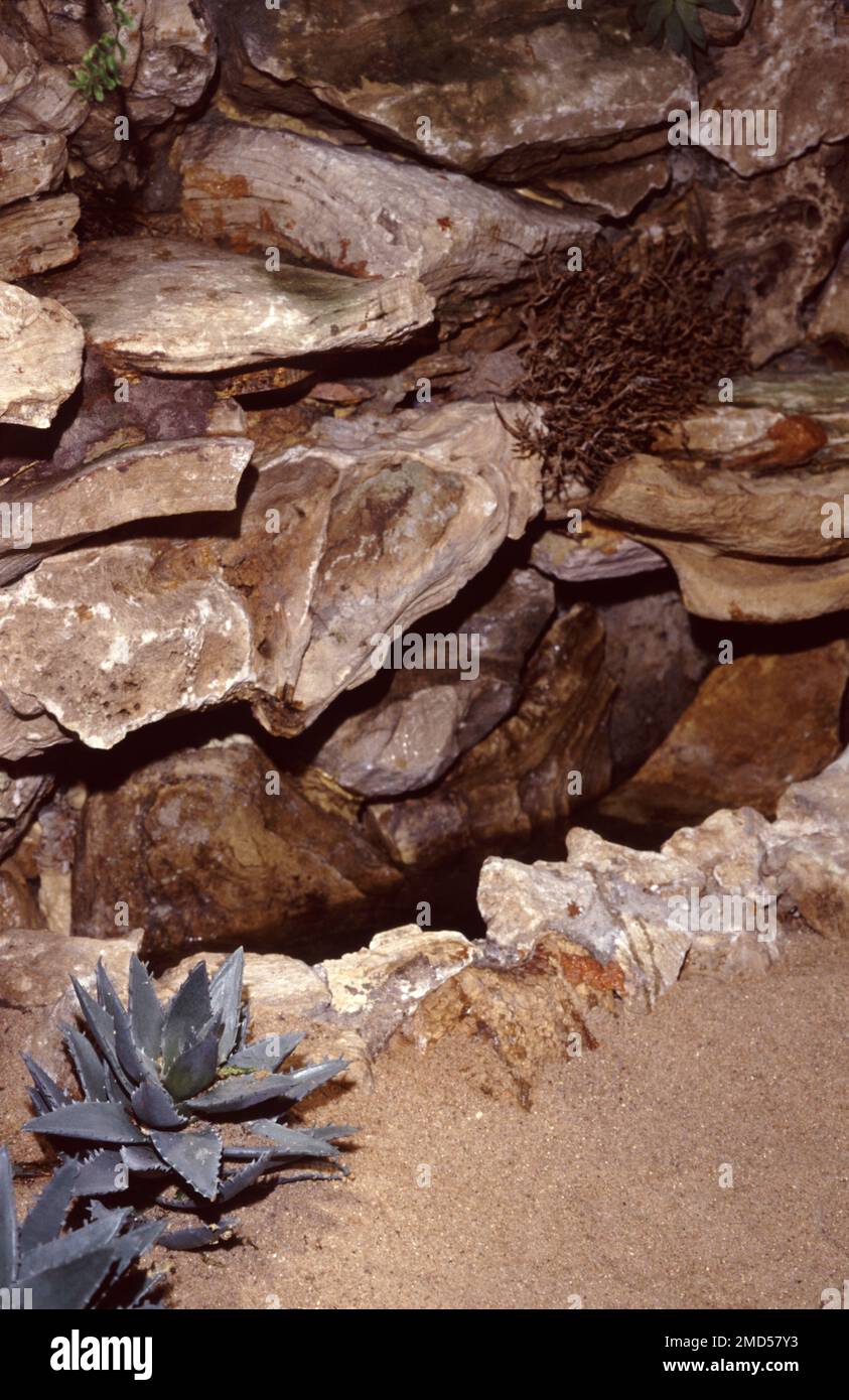 Desertic/xeric terrarium for reptiles Stock Photo - Alamy
