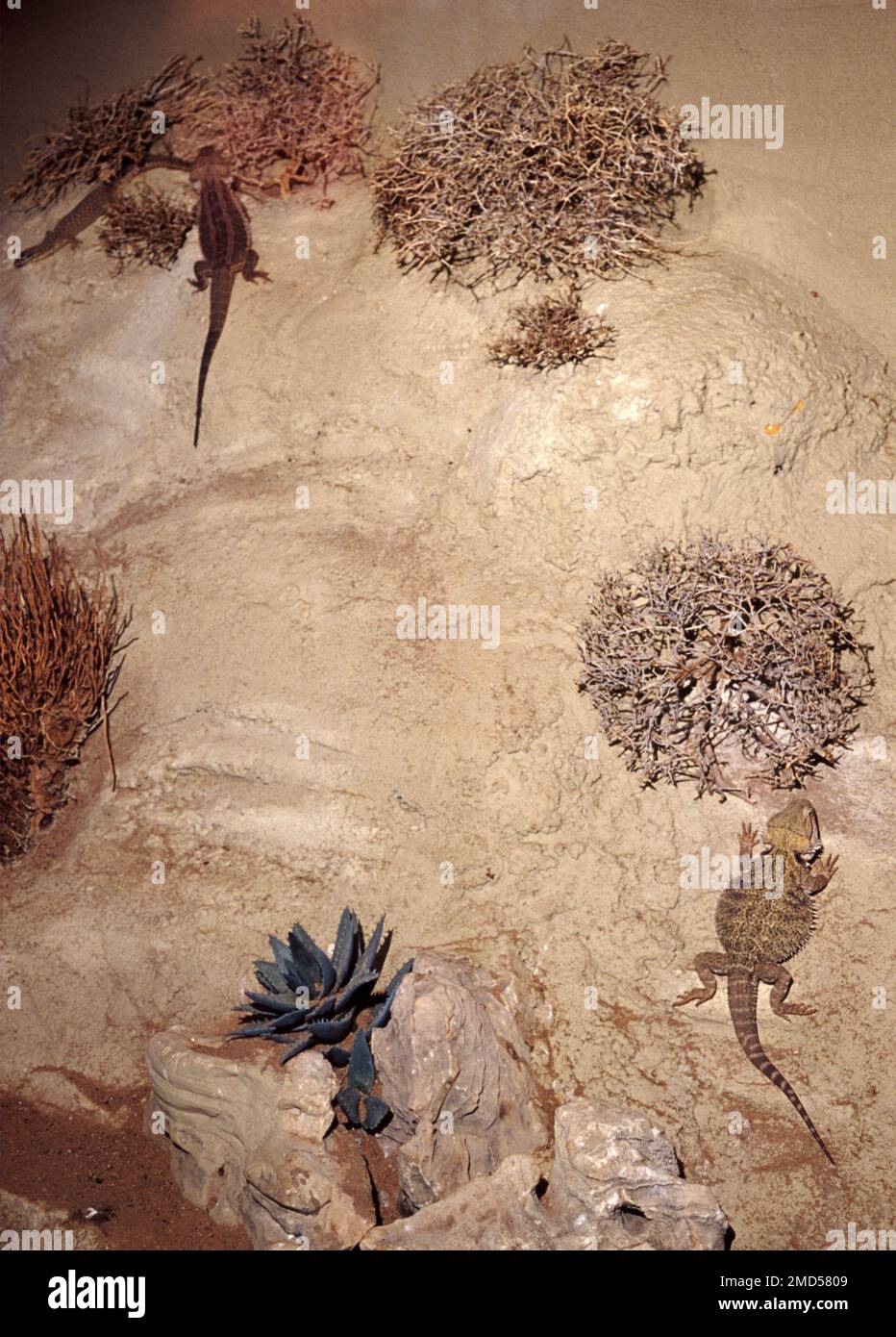 Xeric animal hi-res stock photography and images - Alamy