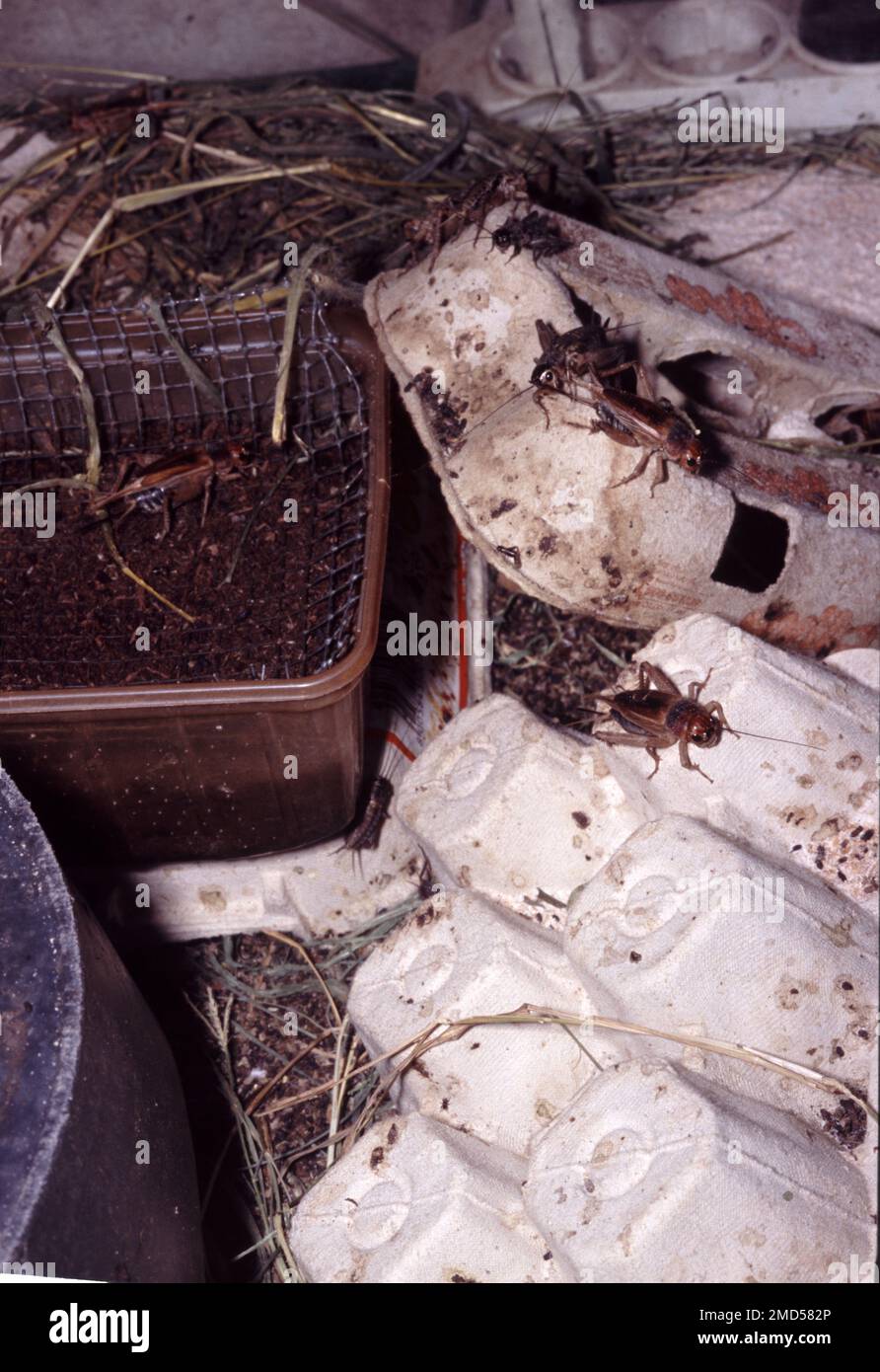 Cricket farm (Achaeta sp Stock Photo - Alamy