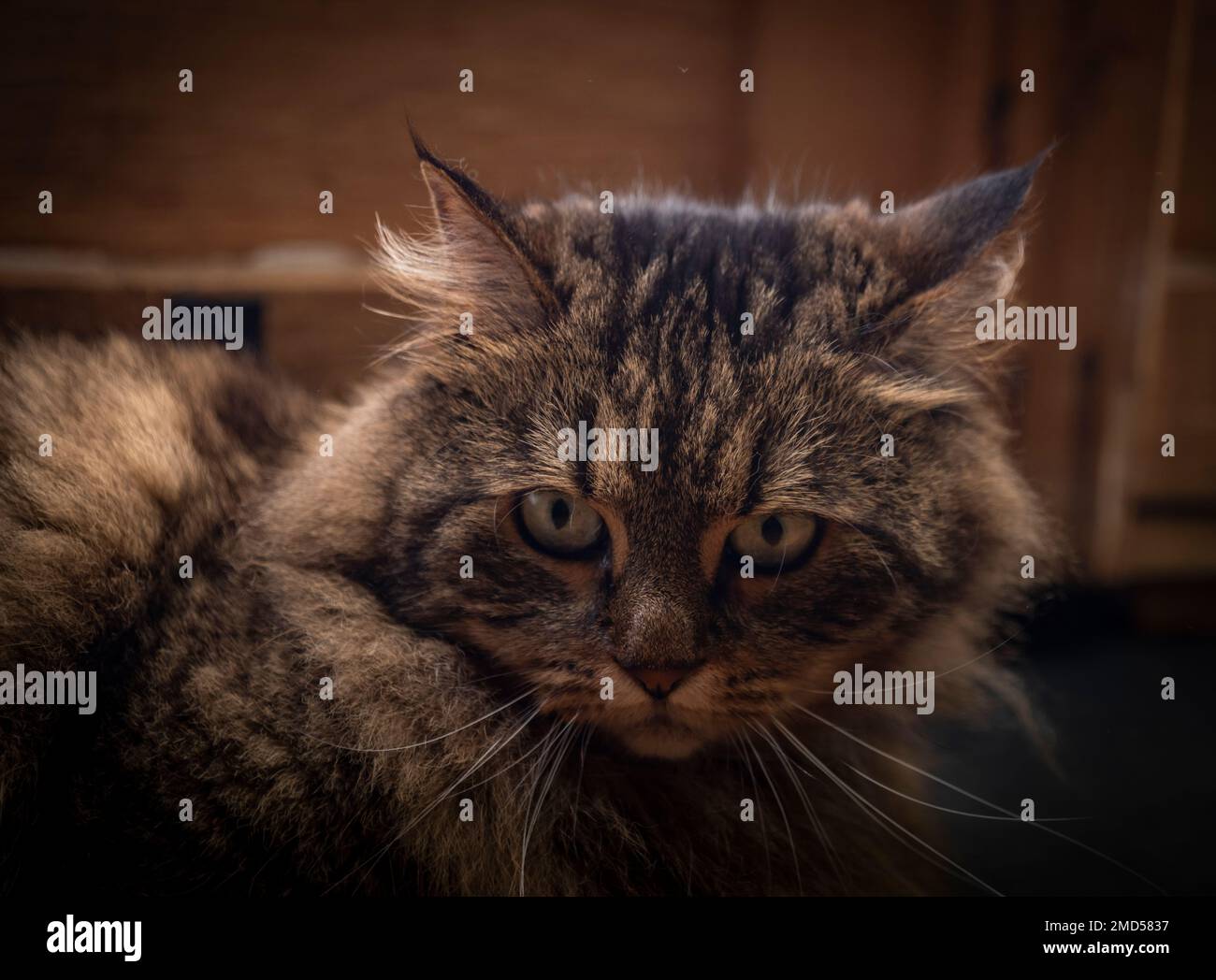 Dark Brown Tabby With Green Eyes Beautiful Tabby Cat Green Eyes Hi Res