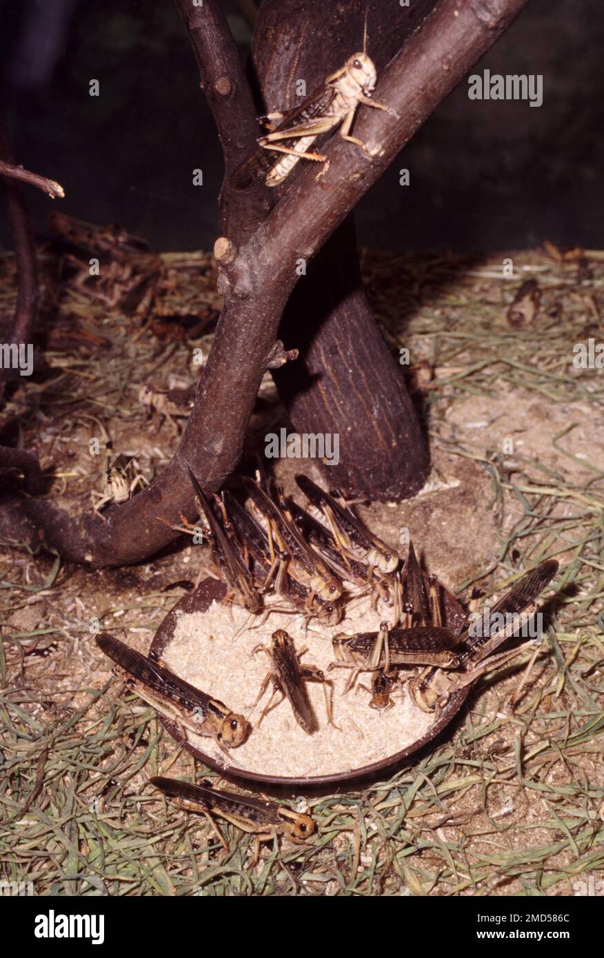 Locust or grasshopper farm (Locusta sp Stock Photo - Alamy