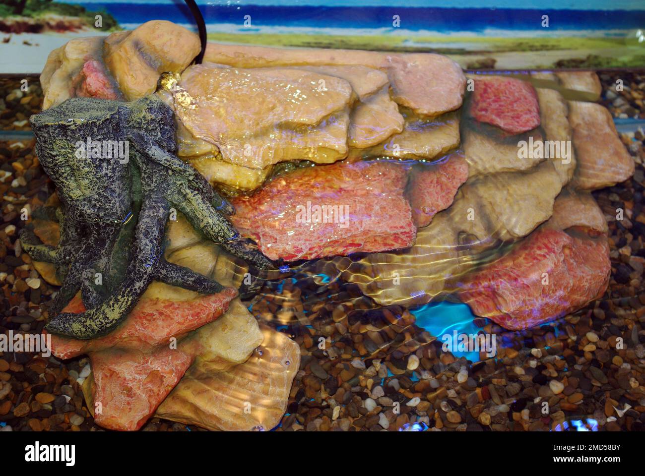 Aqua-terrarium for pond turtle (terrapin Stock Photo - Alamy