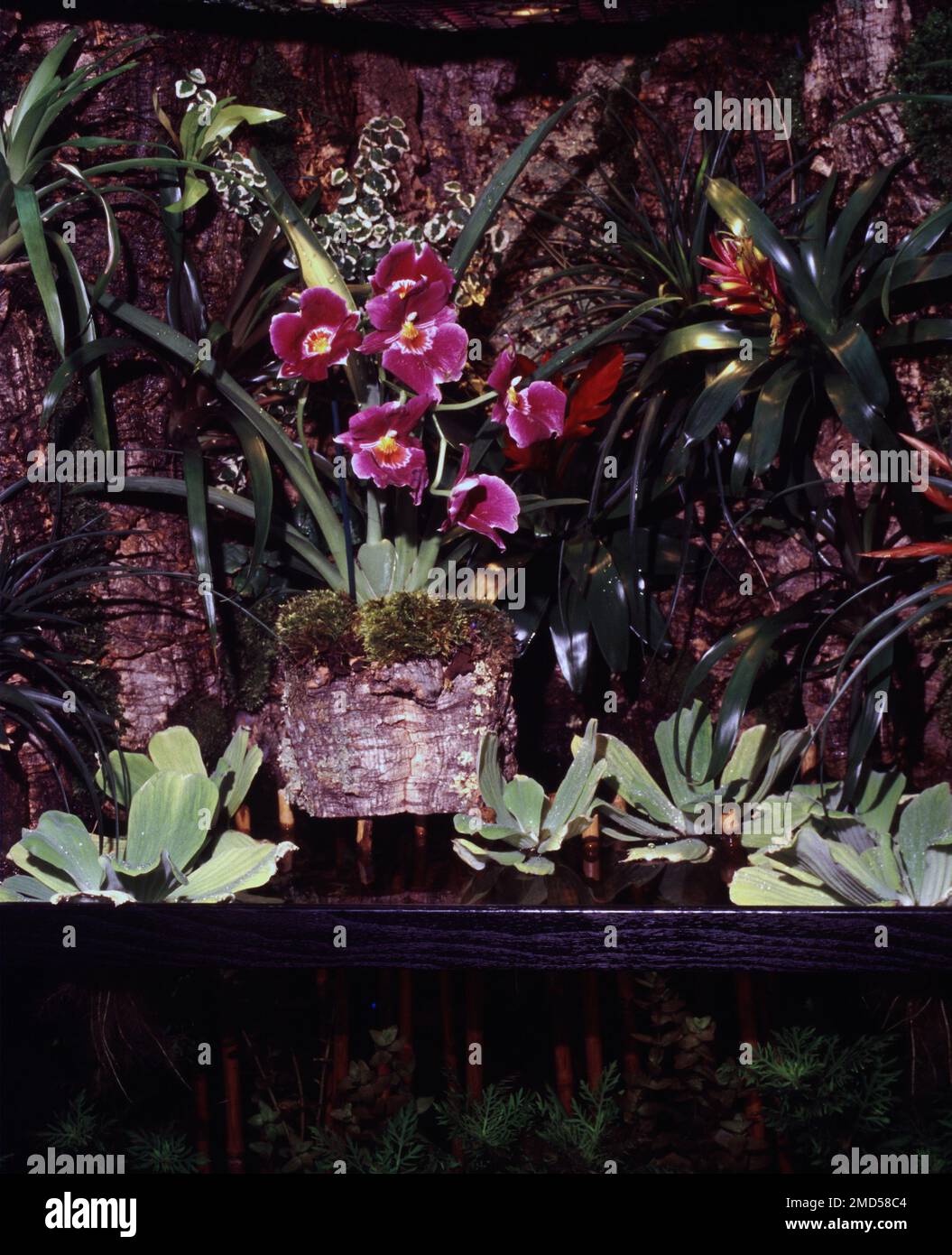 Aquaterrarium or paludarium for exotic reptiles, amphibians and ...