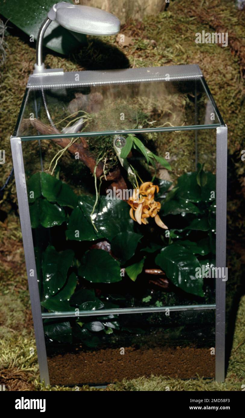 Tropical rain forest terrarium with ferns, orchids and marsh plants ...