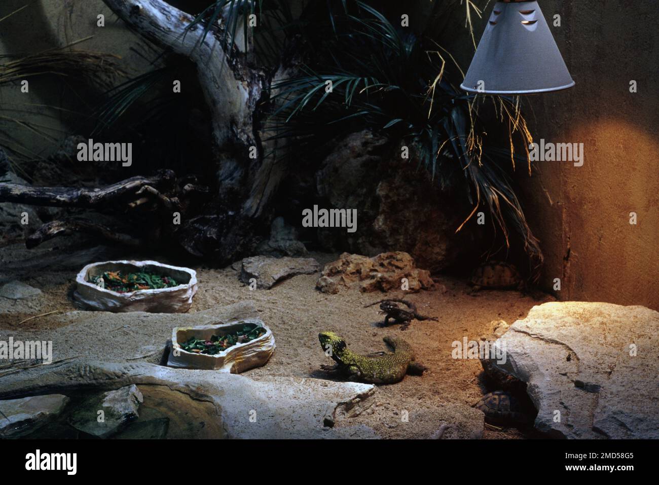 Xeric animal hi-res stock photography and images - Alamy