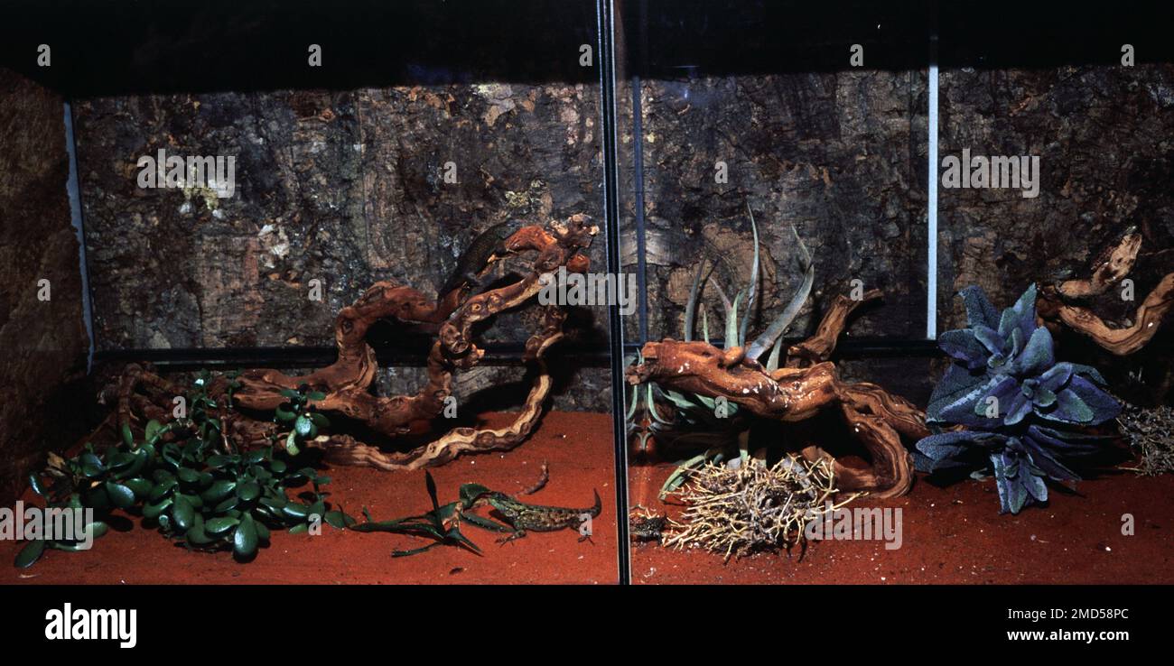 Dry/desert terrarium for Spiny lizards (Sceloporus spp Stock Photo - Alamy
