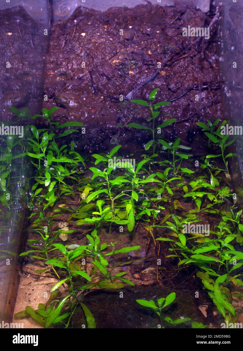 Hygrophila polysperma hi-res stock photography and images - Alamy