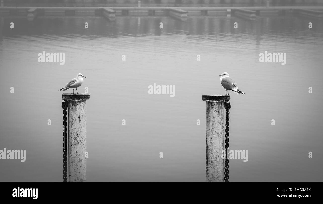 A black and white shot of two black-headed gulls resting on pillars in ...