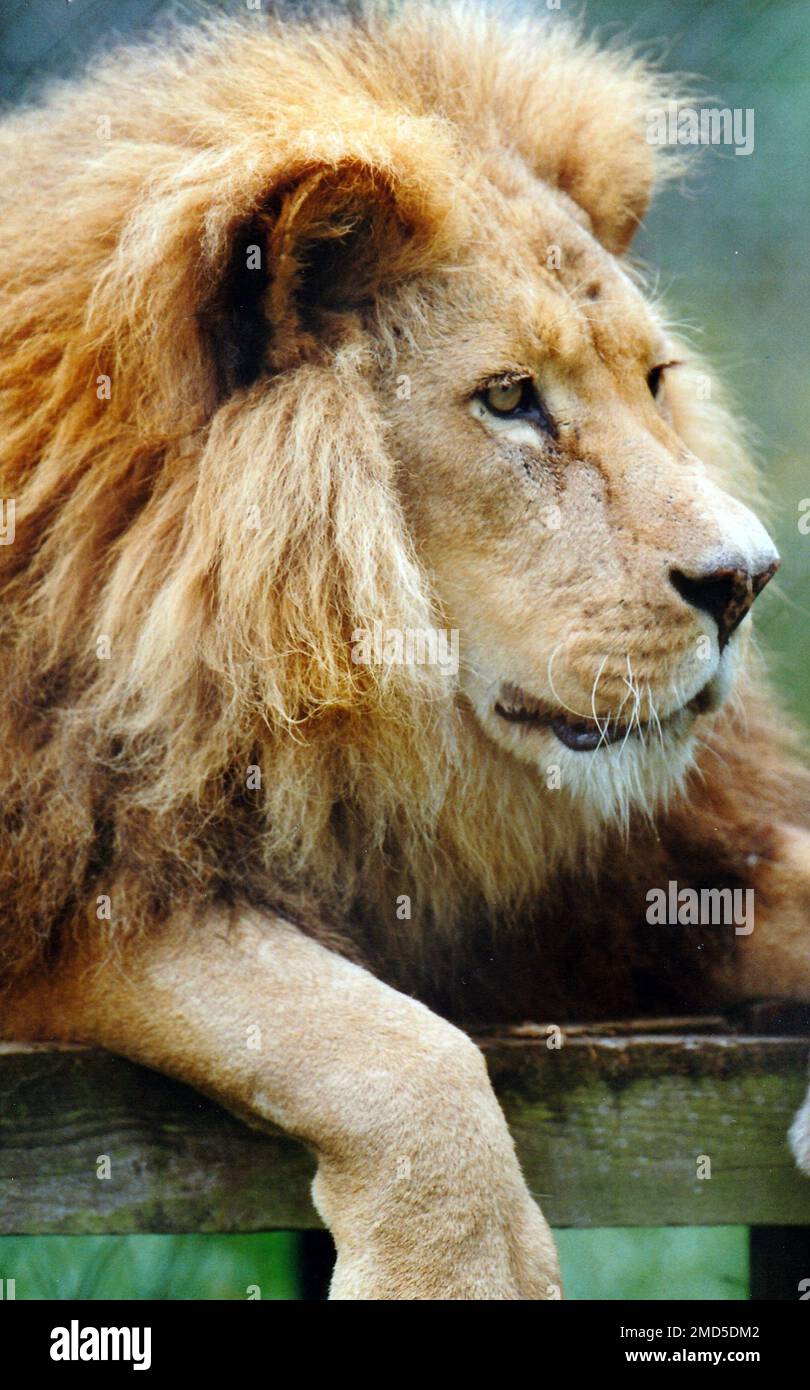 MALE LION 1994 PIC MIKE WALKER 1994 Stock Photo - Alamy