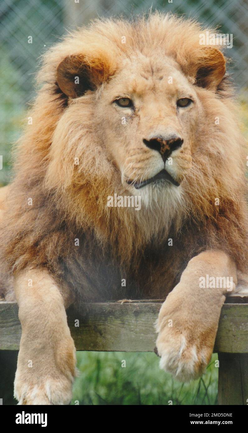 MALE LION 1994 PIC MIKE WALKER 1994 Stock Photo - Alamy