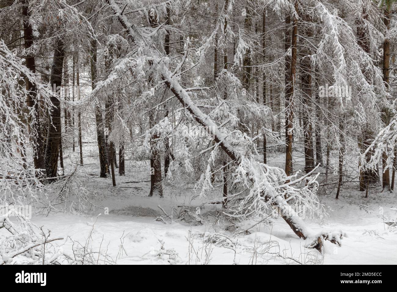 Bialowieza Forest, winter, Poland Stock Photo - Alamy