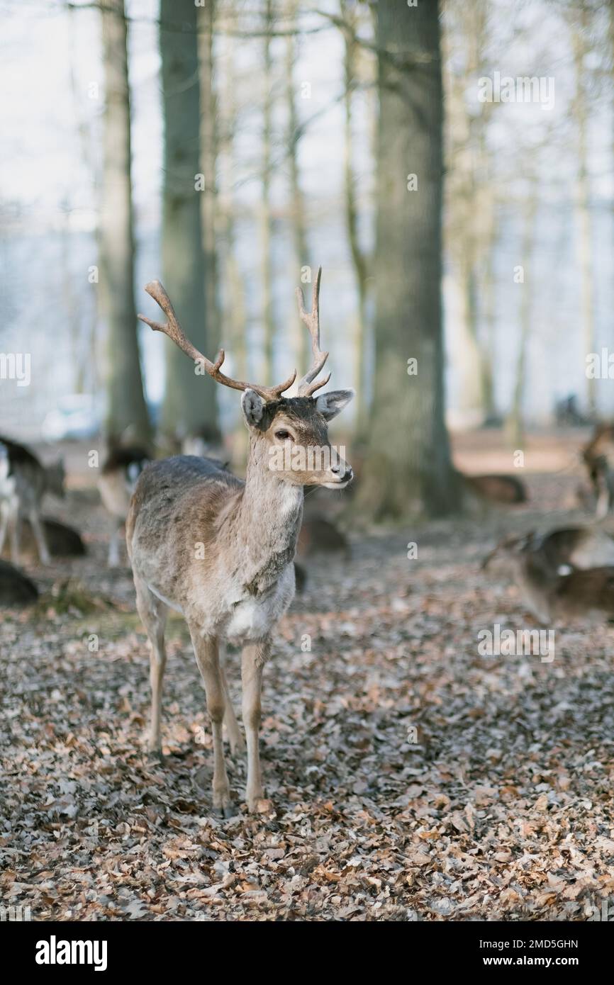An image of a single European fallow deer in the forest Stock Photo - Alamy