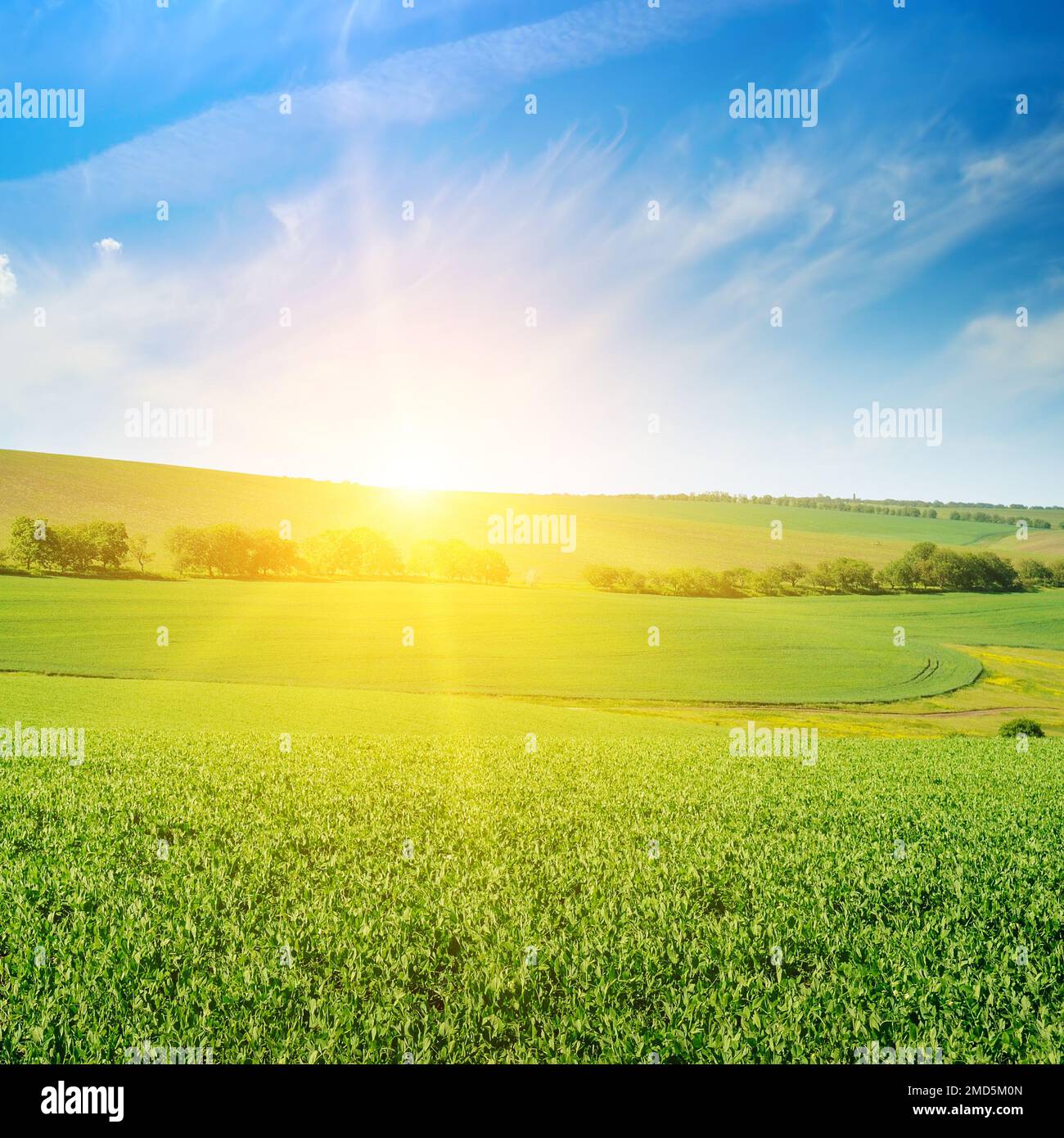 Green pea field and sunrise in the blue sky. Spring agricultural ...