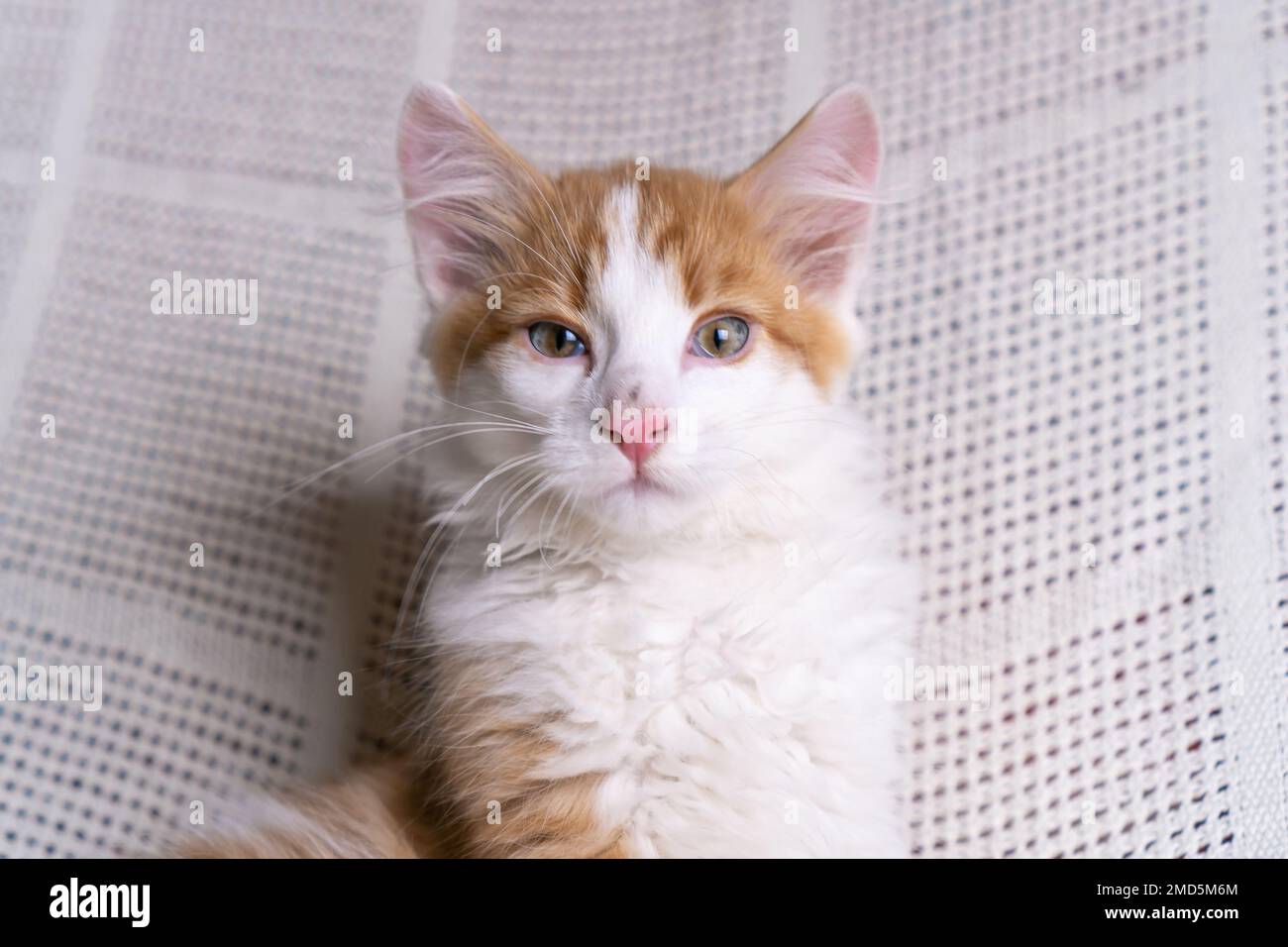 Portrait of beautiful orange ginger fluffy longhair mongrel cat kitten ...