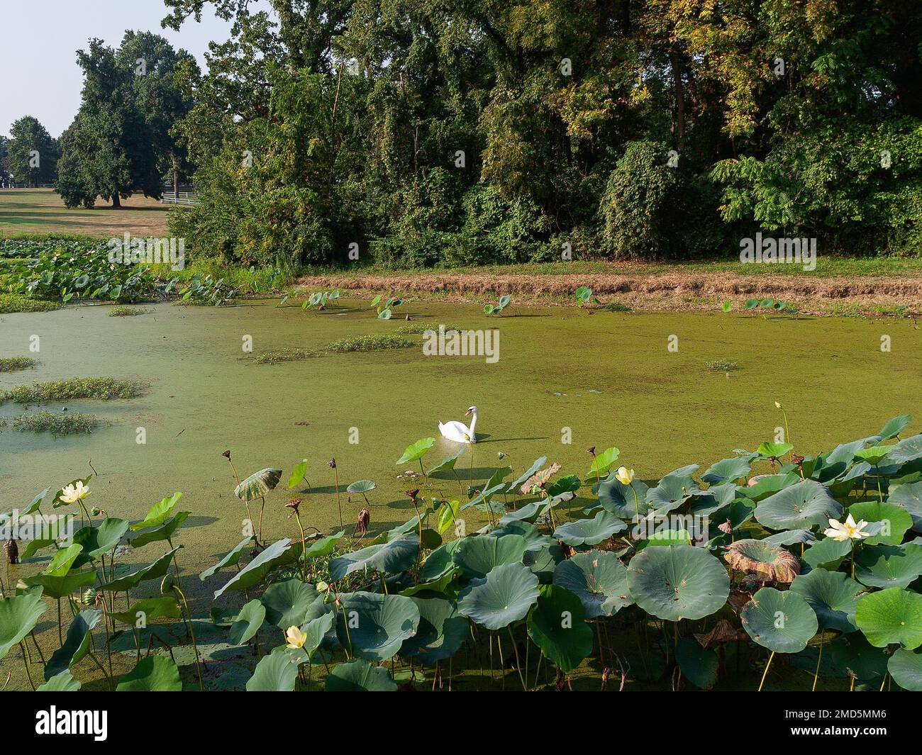 Swan in a pond with algae and lily pads Stock Photo - Alamy