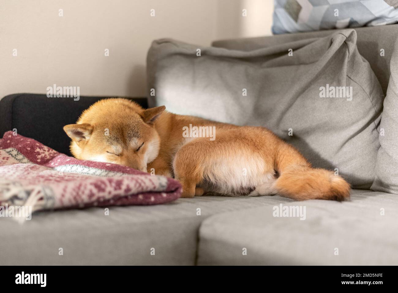 Shiba inu dog is sleeping on the sofa illuminated with sun beams Stock ...