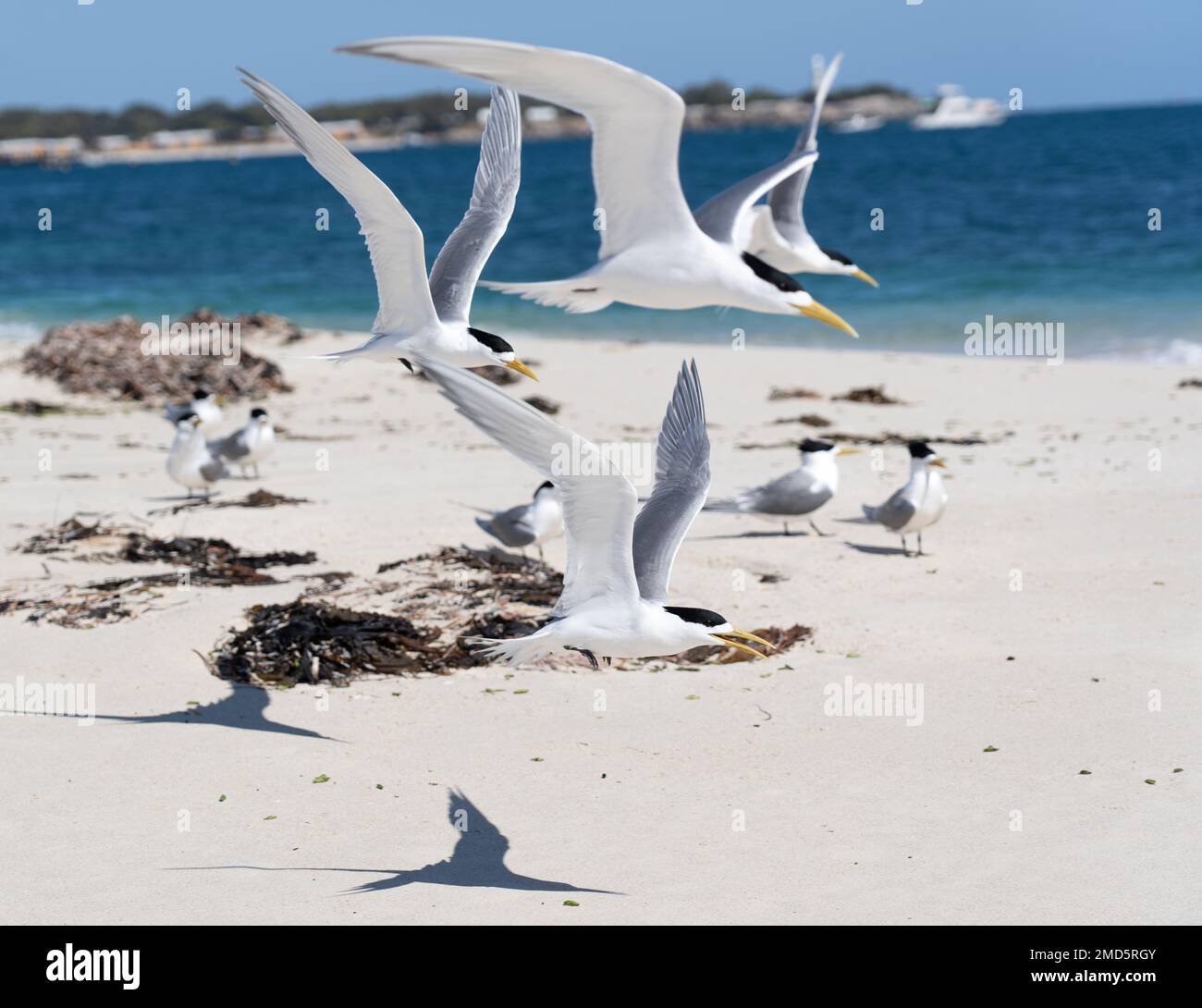 A flock of beautiful greater crested tern birds on a sandy shore of a ...