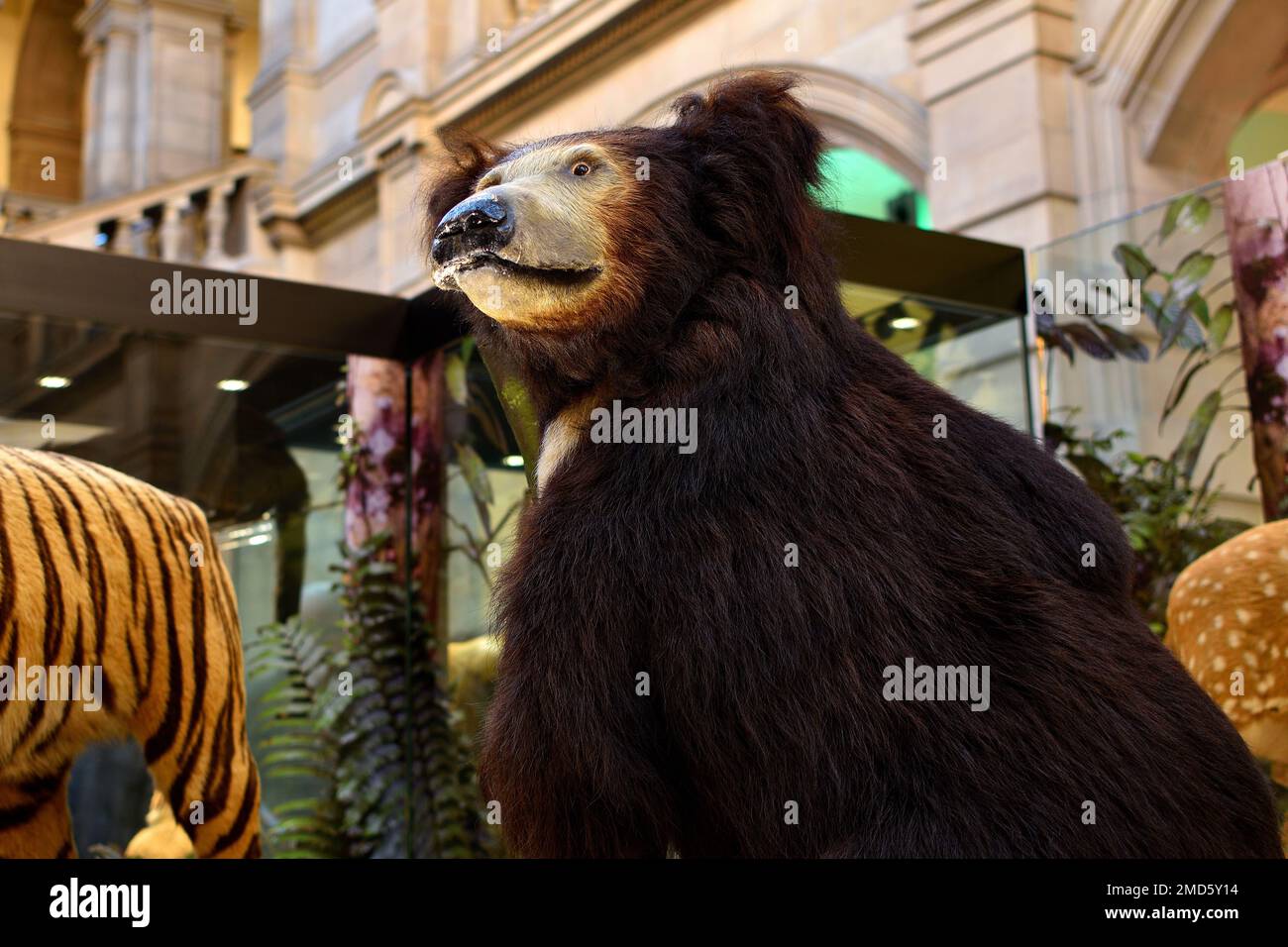 Scottish ceilidh dancing hi-res stock photography and images - Alamy