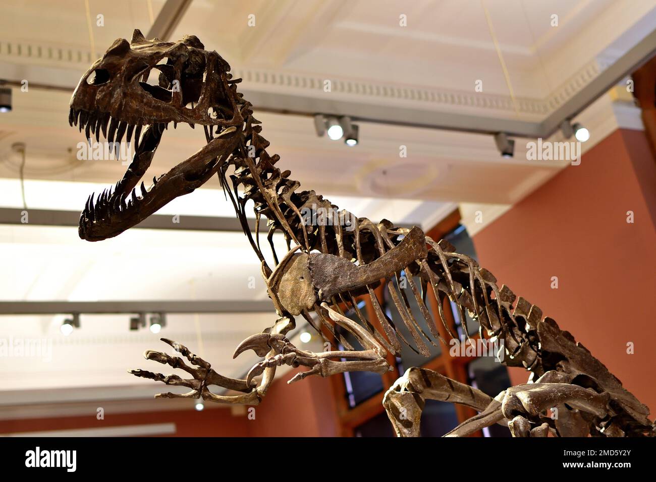 Scottish ceilidh hi-res stock photography and images - Alamy