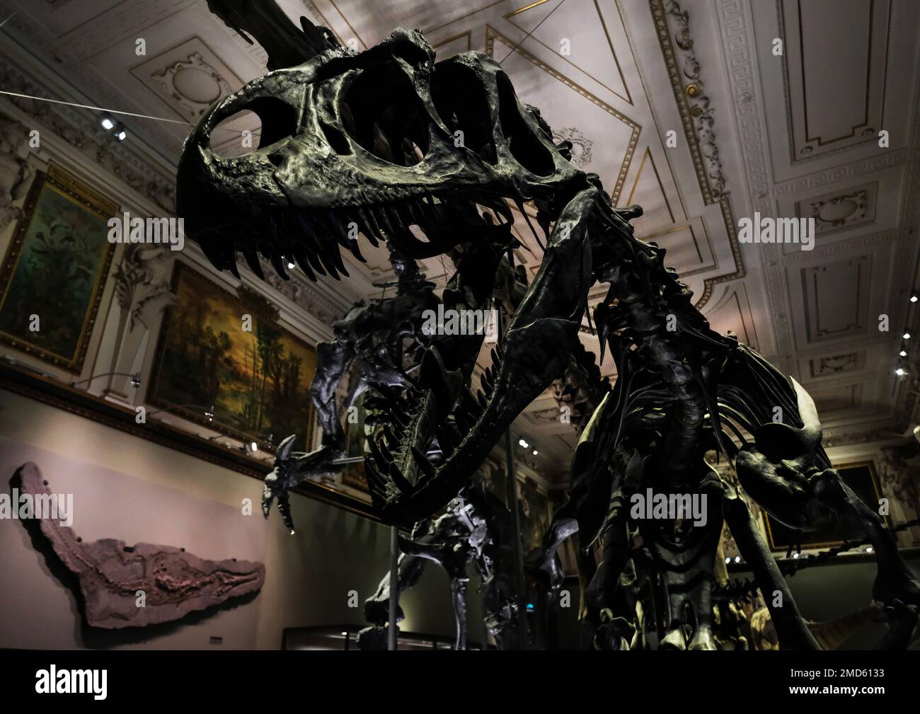 Vienna, Austria, Dec. 2019: Allosaurus fragilis Dinosaur fossils ...