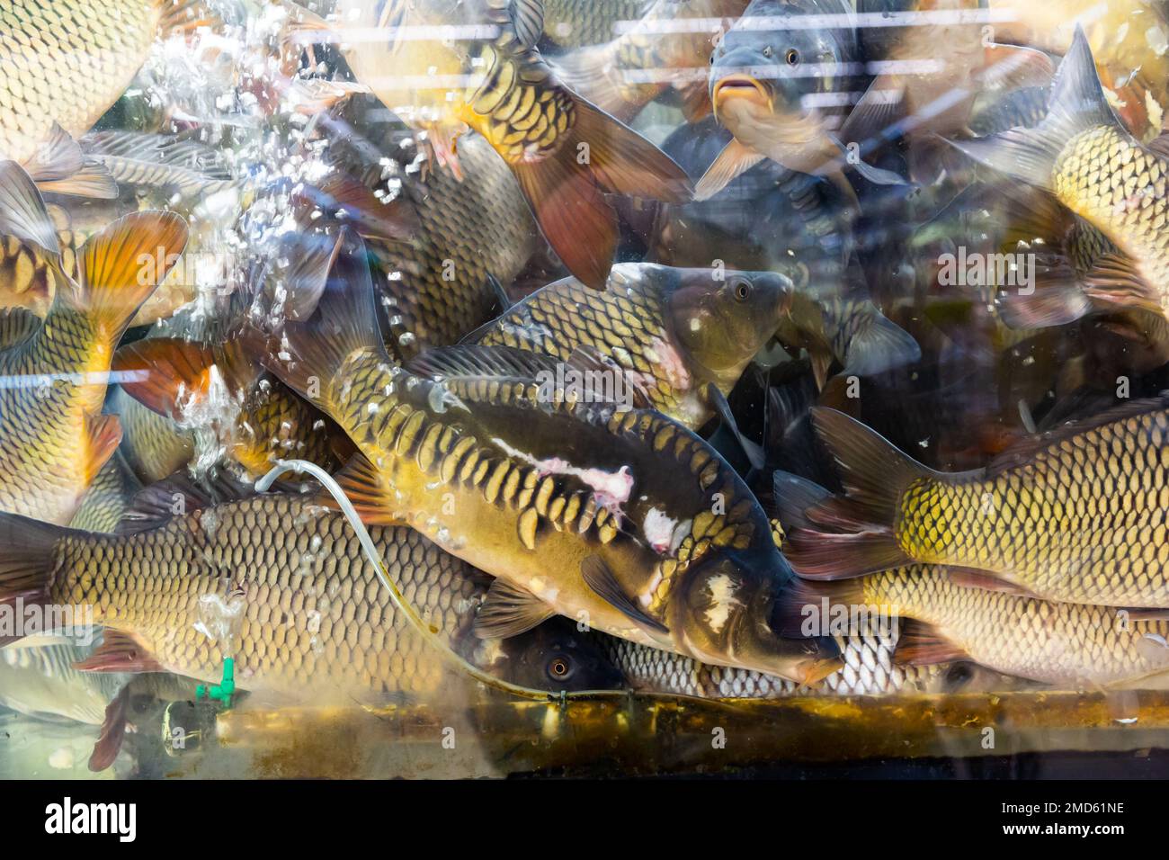 Live fishes in glass aquarium Stock Photo - Alamy