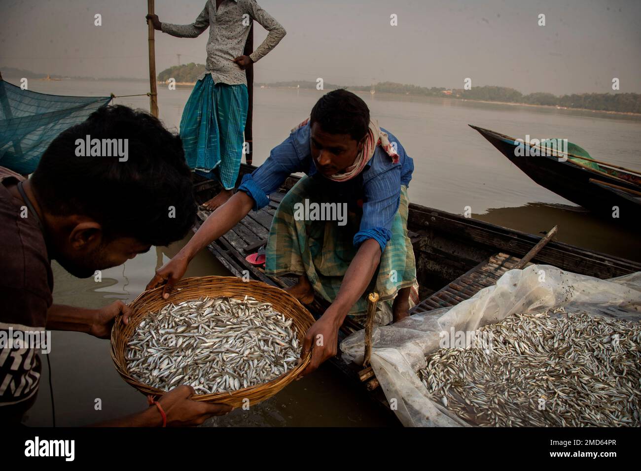 A fisherman hands over fish collected in a bamboo container for sale ...