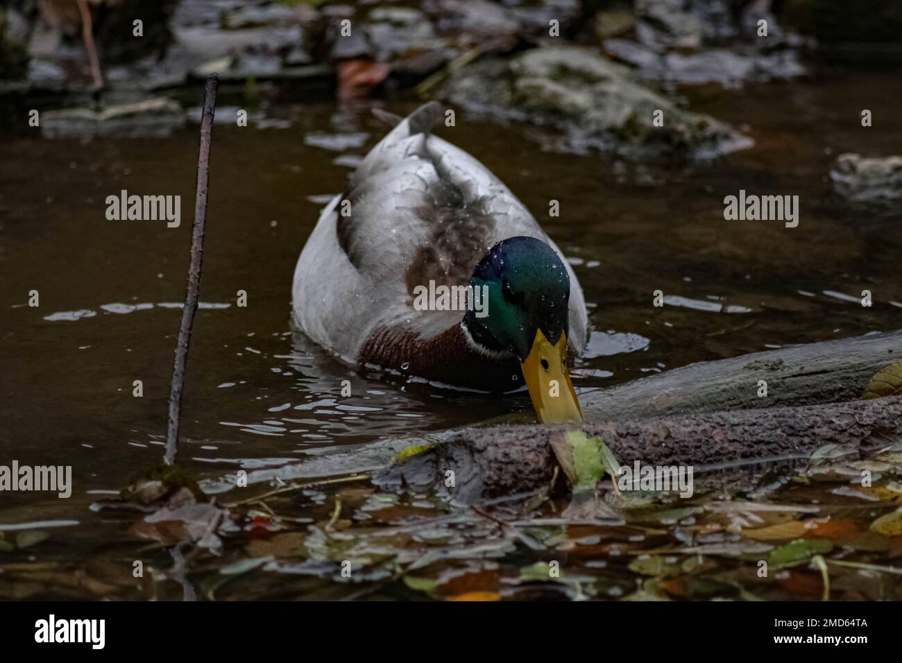 mallard duck foraging for food Stock Photo - Alamy