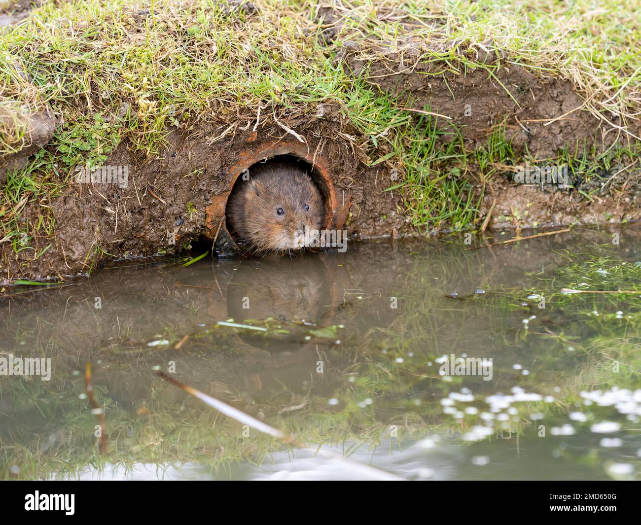 Water Vole Peering out a Hole Stock Photo - Alamy