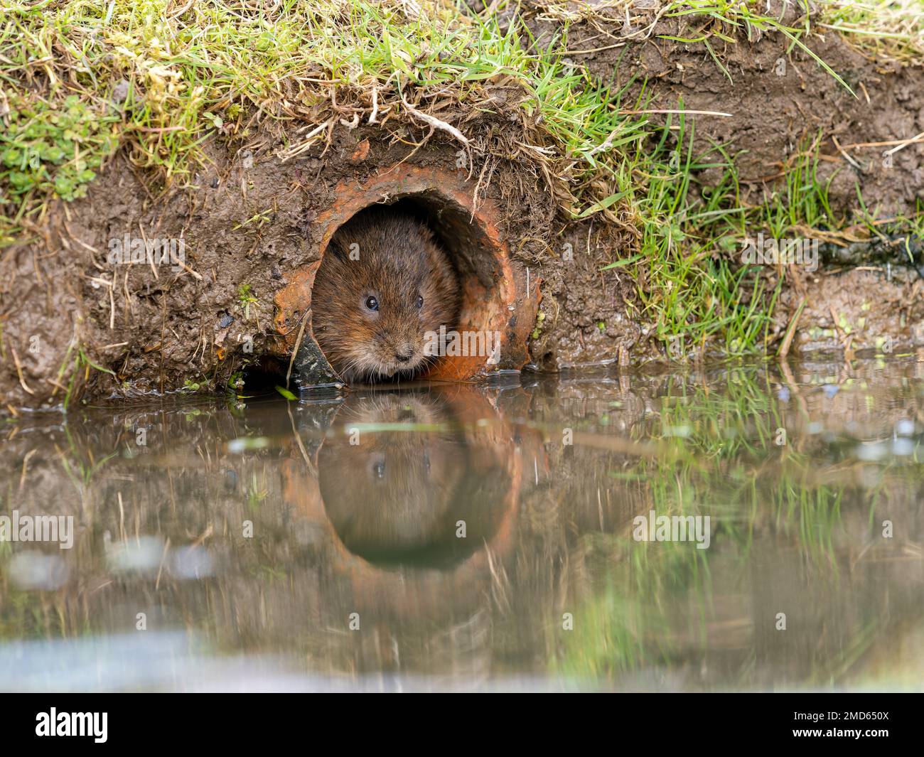 Water Vole Peering out a Hole Stock Photo - Alamy