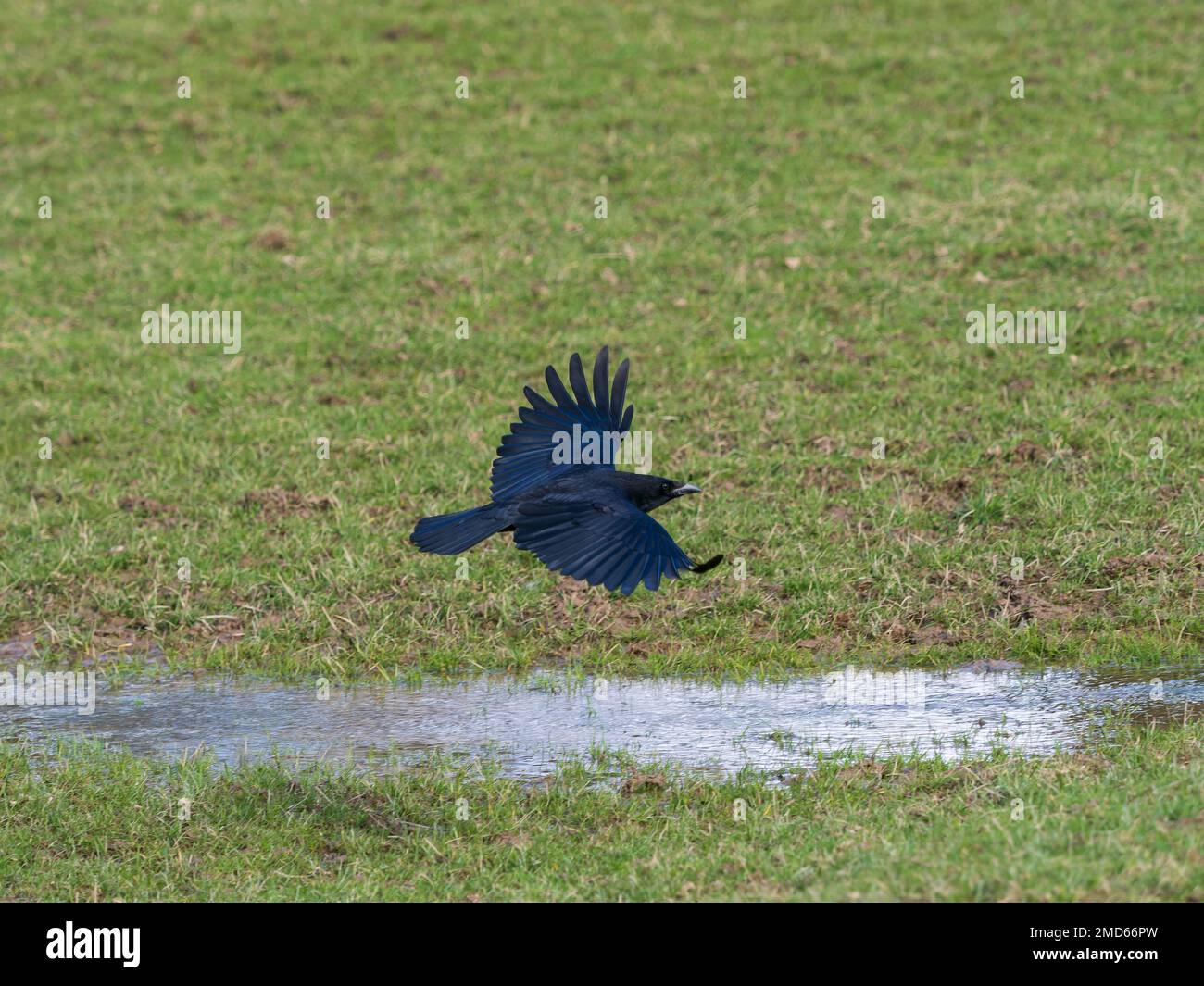 Crow over grass hi-res stock photography and images - Alamy