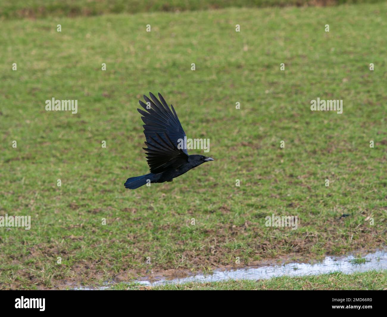 Crow over grass hi-res stock photography and images - Alamy