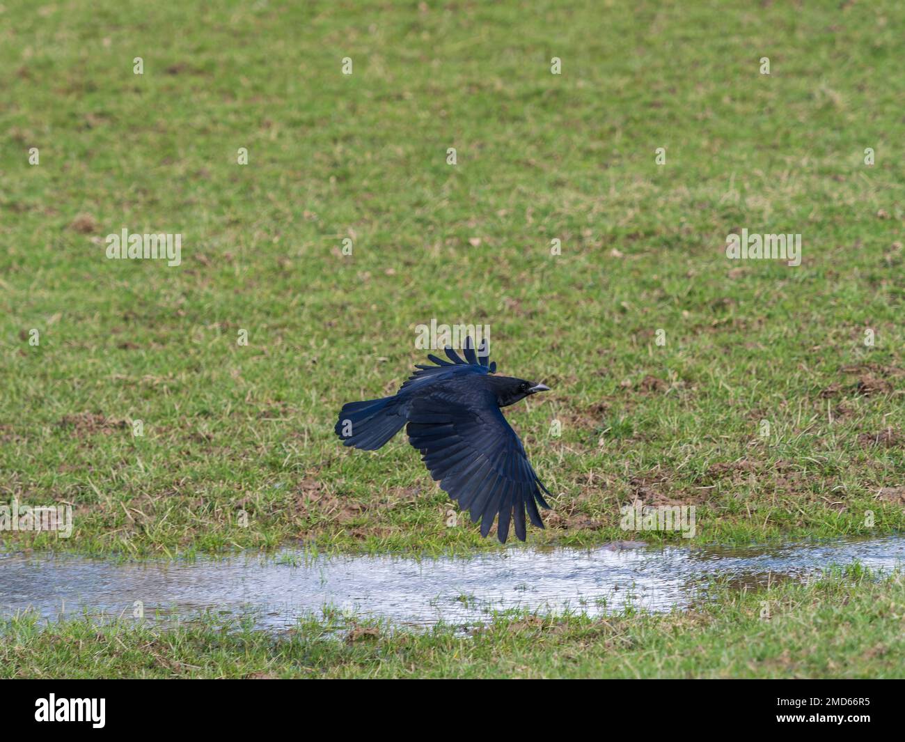 Crow over grass hi-res stock photography and images - Alamy