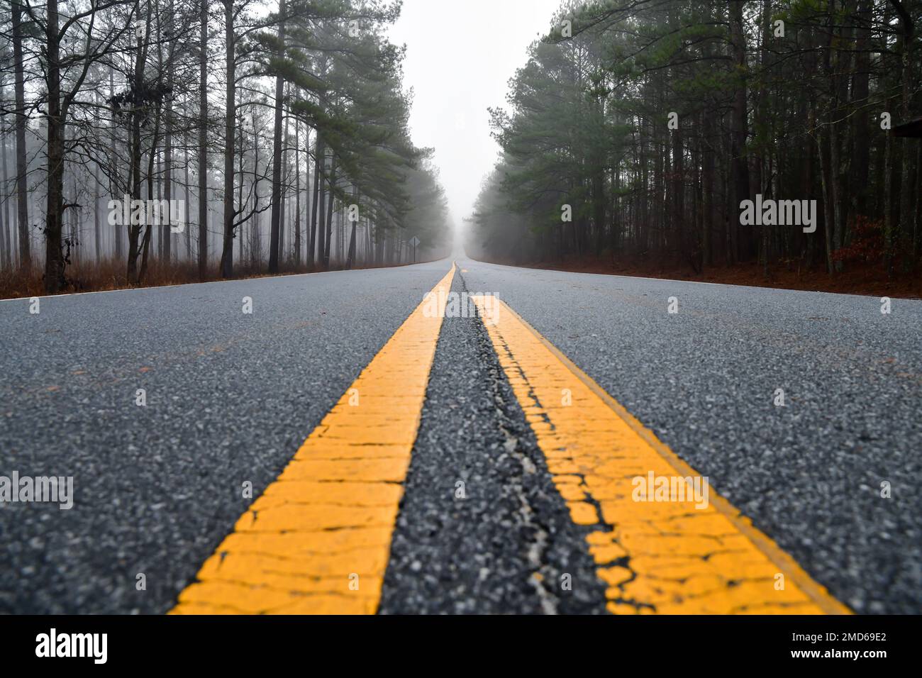 Low angle view of paved road through the fog and Georgia pine trees ...