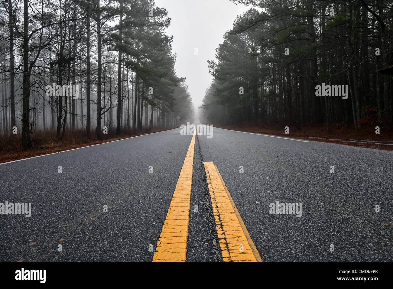 Low angle view of paved road through the fog and Georgia pine trees ...