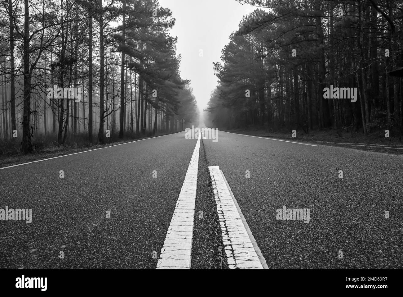 Low angle view of paved road through the fog and Georgia pine trees ...