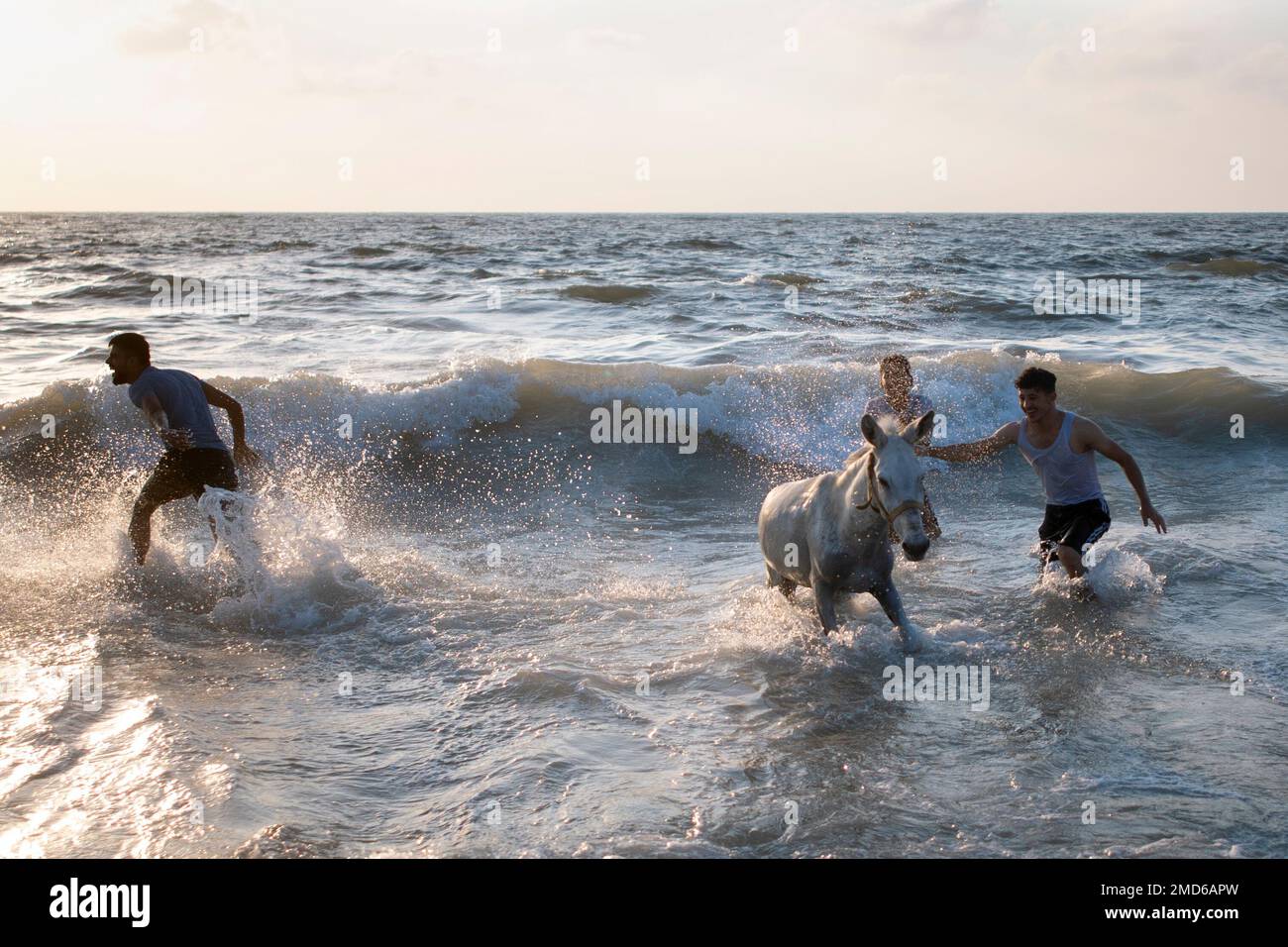 Palestinians enjoy their time while giving a bath to donkey on the ...