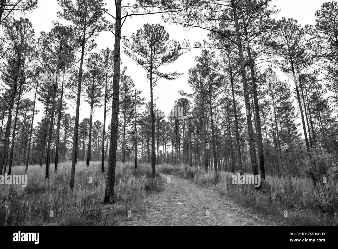 Trail through rows trees hi-res stock photography and images - Alamy