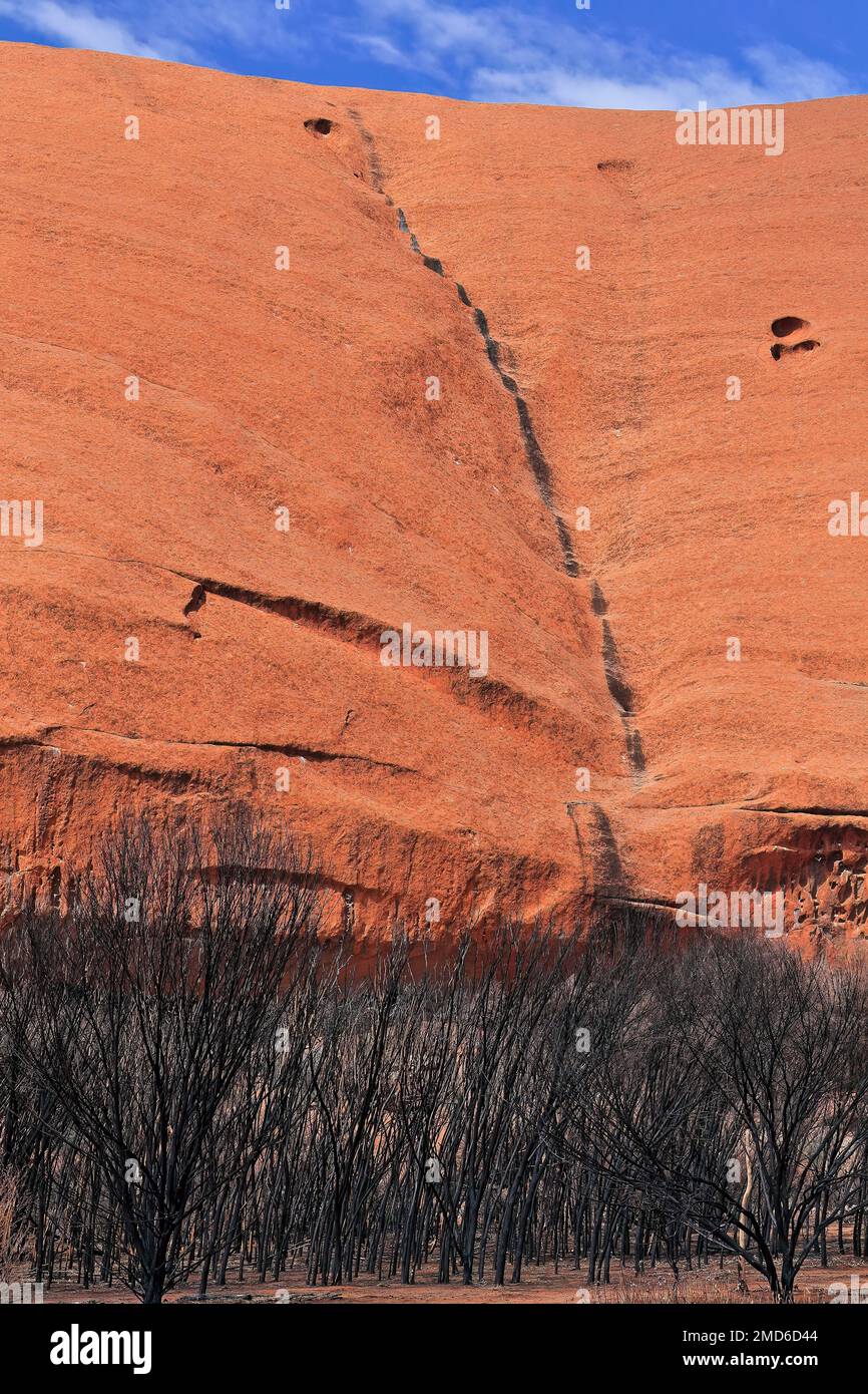 434 Dark algae-watermark of stepped dry waterfall over black-burnt trees at Uluru-Ayers Rock ...
