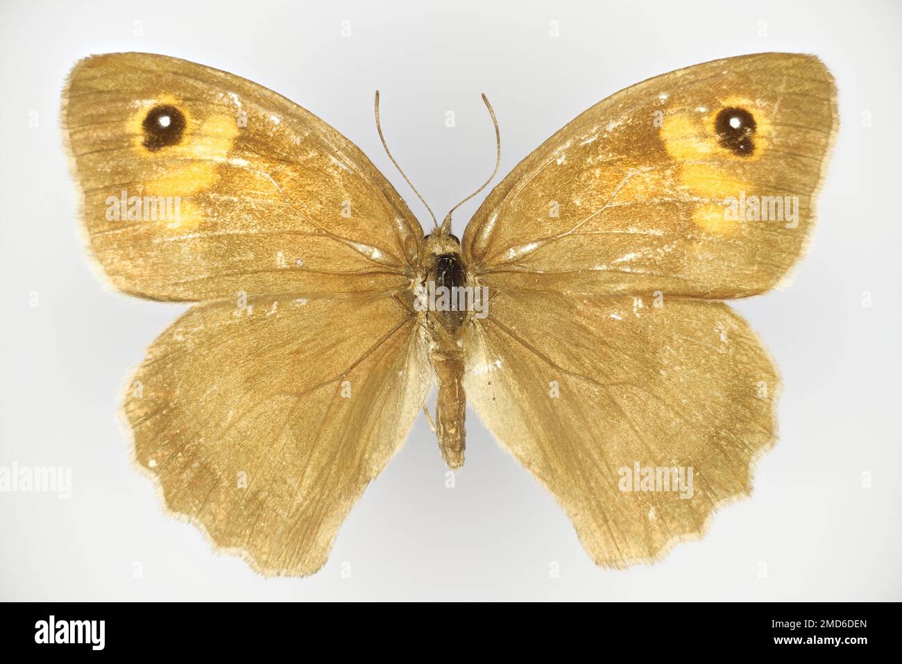The meadow brown, Maniola jurtina, (family Satyrinae), a butterfly ...