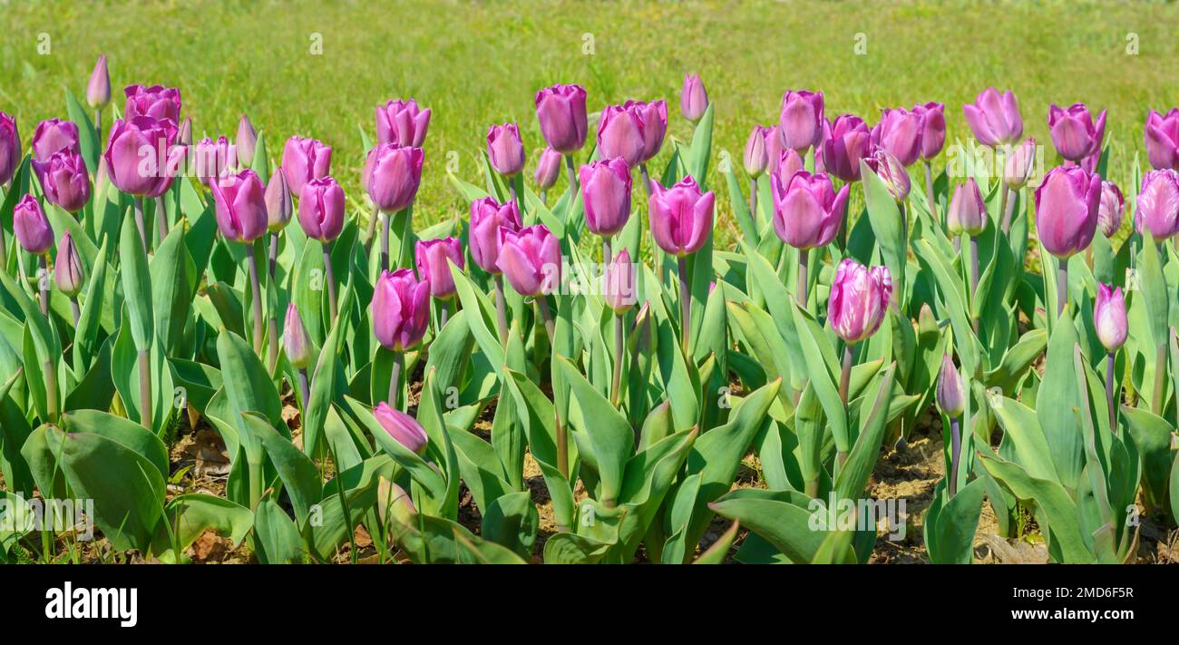 View of a flower bed with purple tulips on a blurred background Stock ...