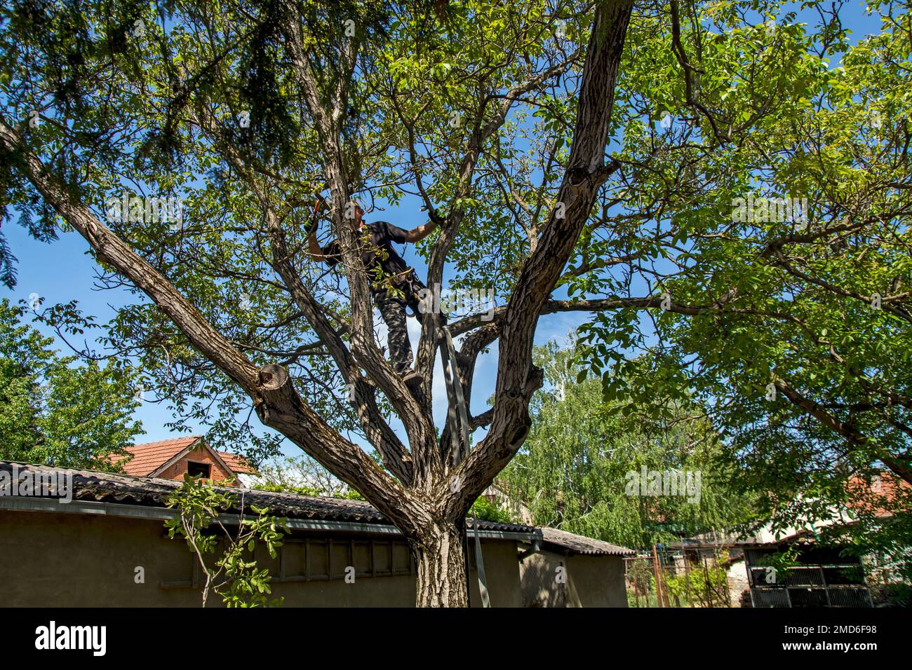 A man, a master woodcutter, has climbed a walnut tree and is preparing ...