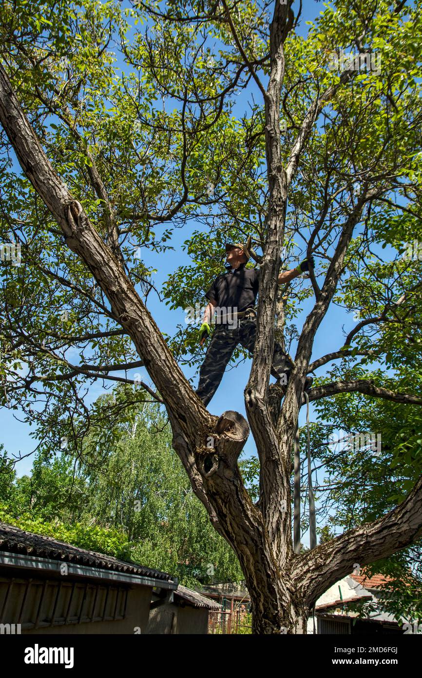 A man, a master woodcutter, has climbed a walnut tree and is preparing ...
