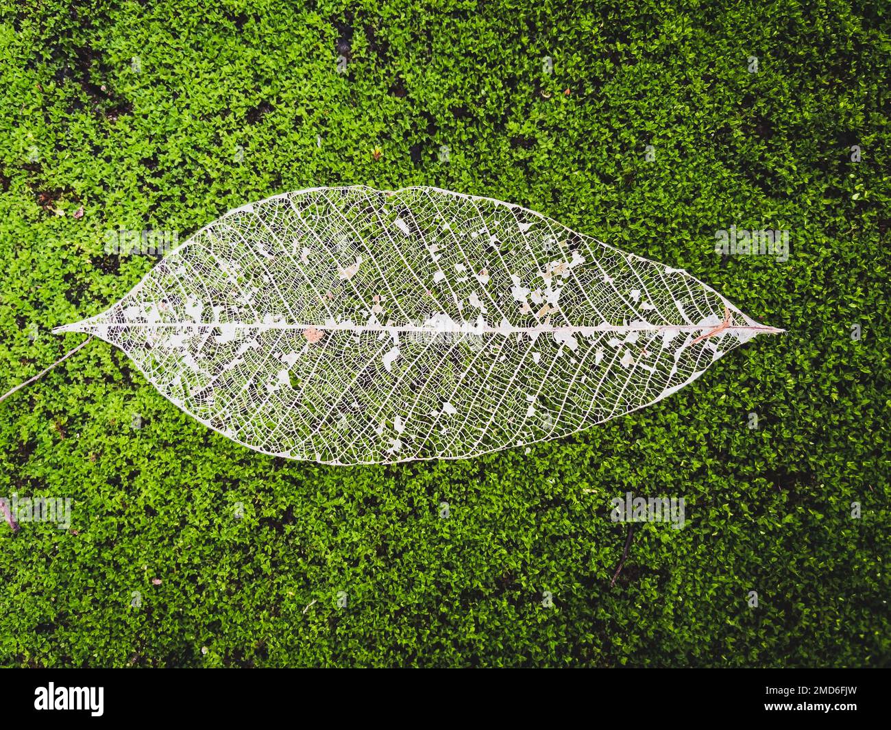 Plant skeleton hi-res stock photography and images - Alamy
