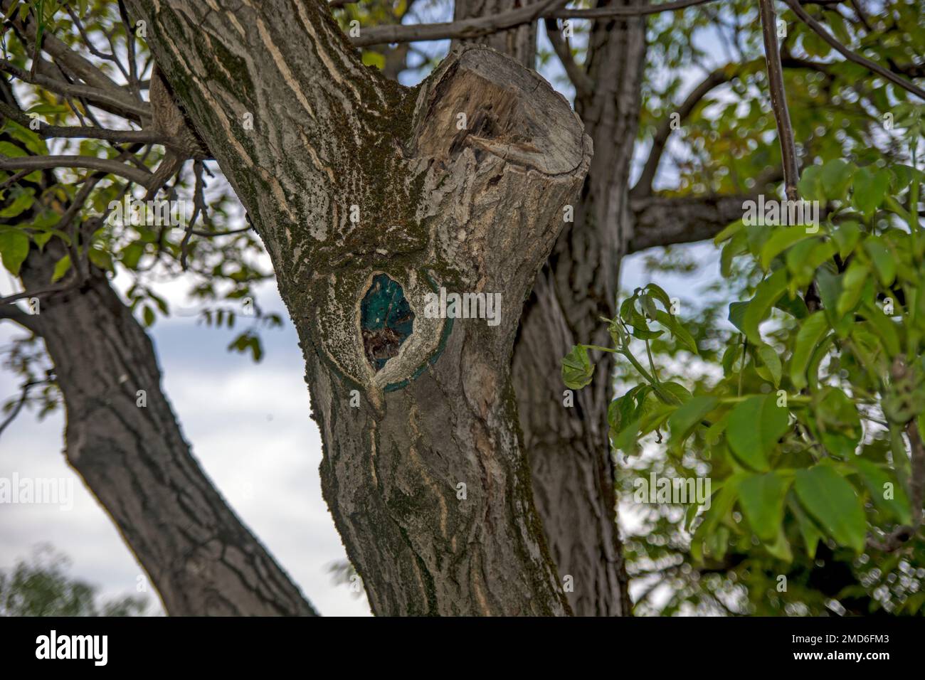 Walnut tree trunk hi-res stock photography and images - Alamy
