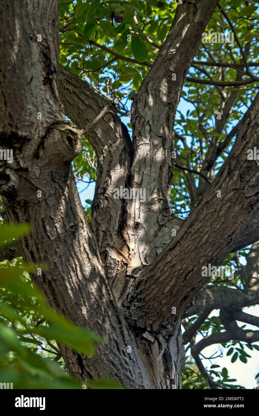 An old cracked walnut tree with traces of cutting branches Stock Photo ...