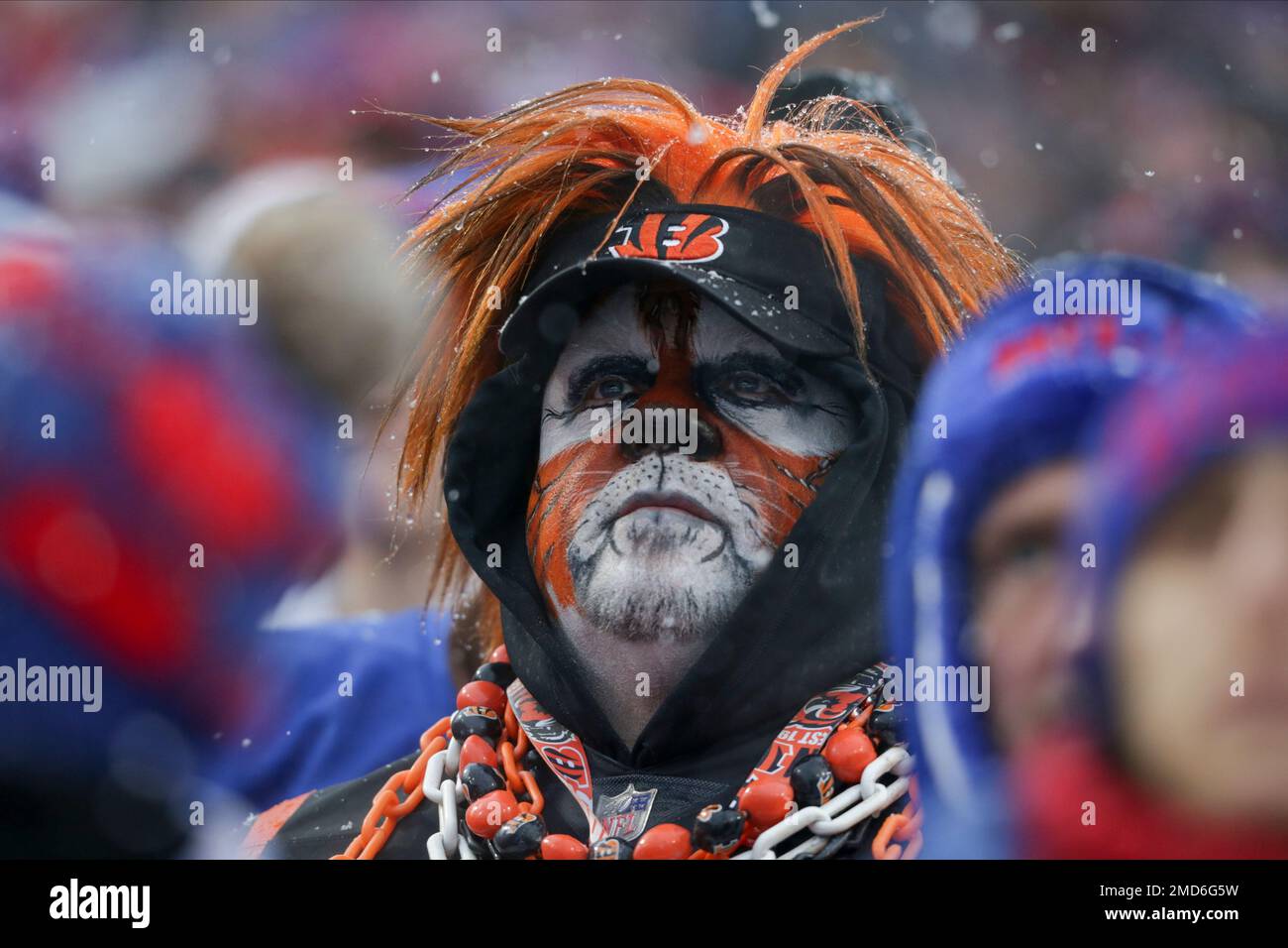 A Cincinnati Bengals fan watches play against the Buffalo Bills during ...