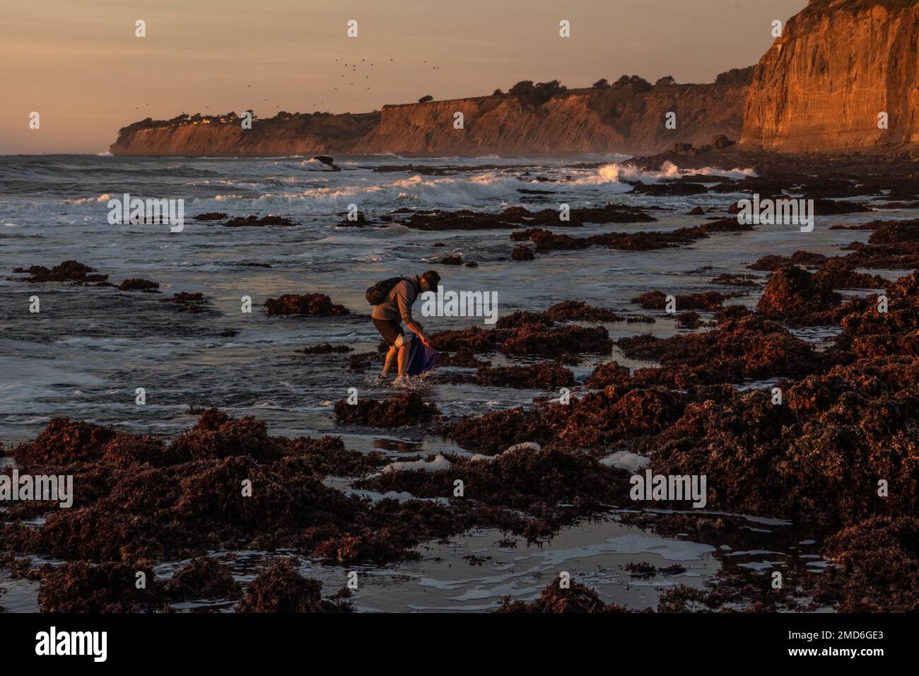 A harvester in the San Francisco bay area at Pillar Point gathering ...
